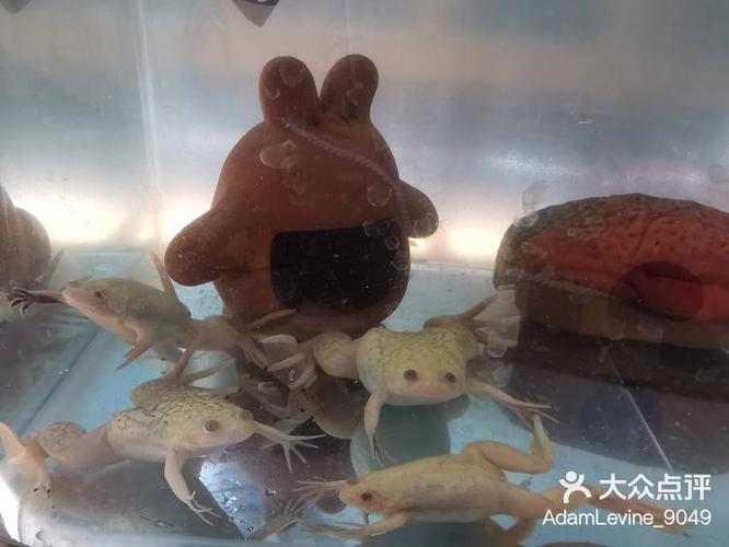 肉色的蛙是什么蛙截图