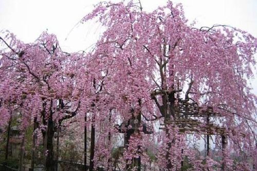 八重红枝垂樱花图片图标