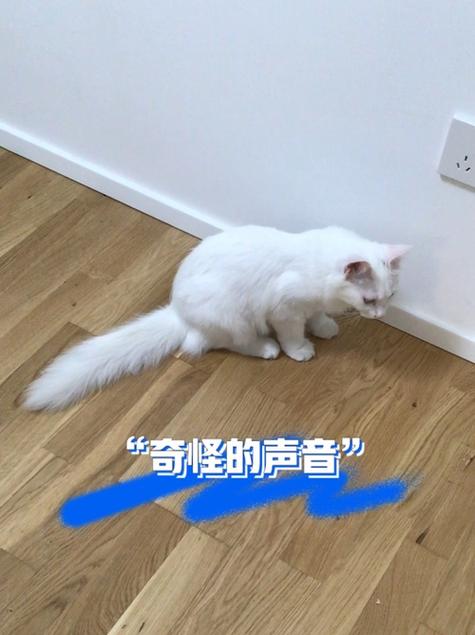 猫听不见声音怎么办图标
