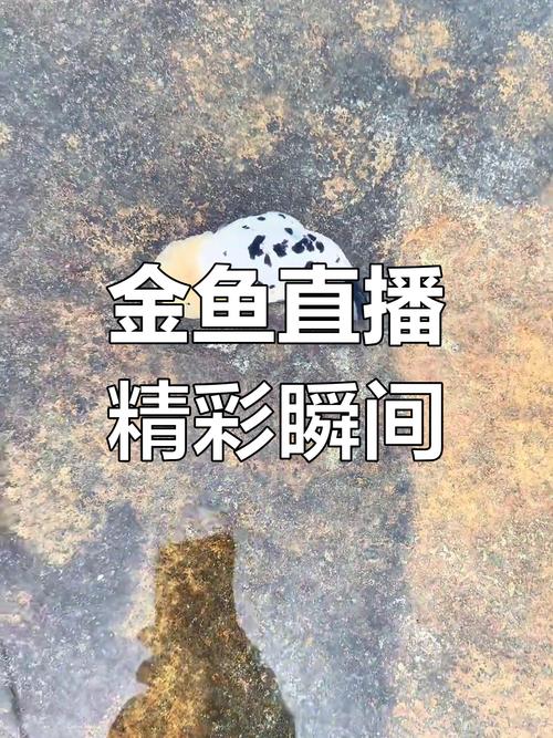 金鱼直播主播端