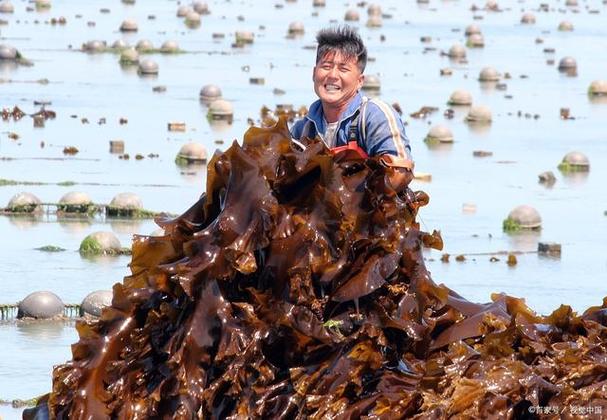 人工种植海带视频截图