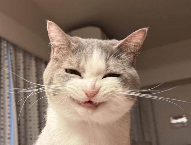 抖音猫笑的图片