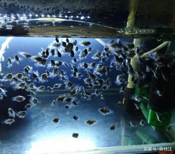 鹦鹉鱼用打氧吗图标