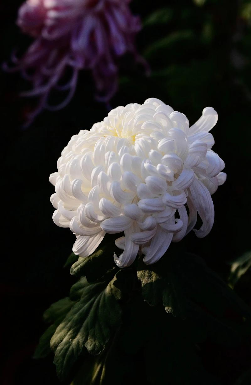 菊花播放图标