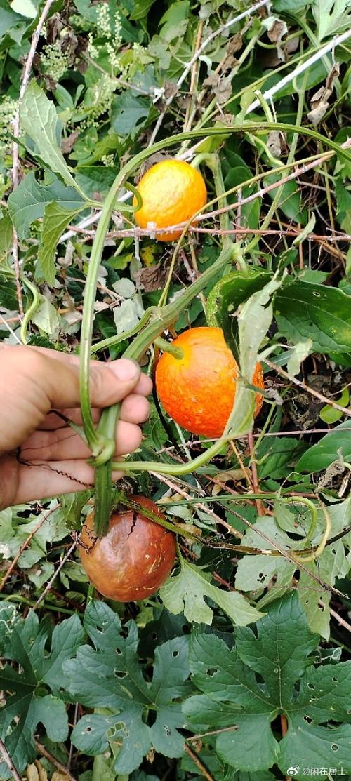 肿瘤中药治疗常用草药图标