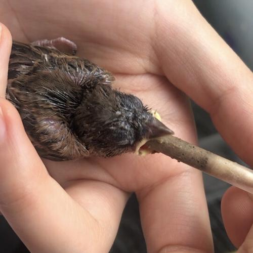 鸟不长毛最简单解决办法图标