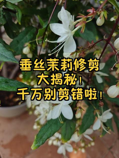 怎样修剪茉莉花枝视频图标