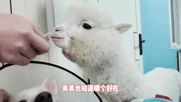 羊驼怎么吃图标