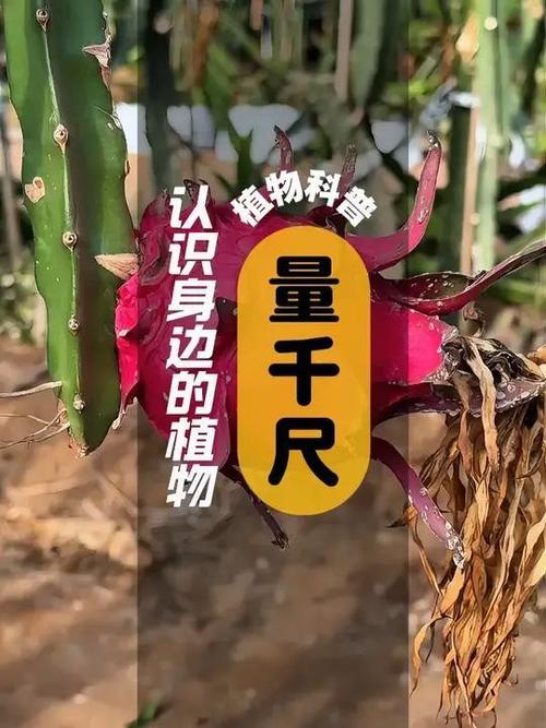 三棱箭与量天尺的区别图标