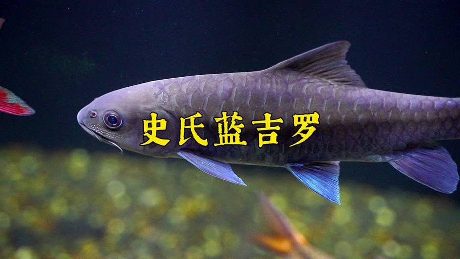 泰国大头野史蓝吉罗特点截图