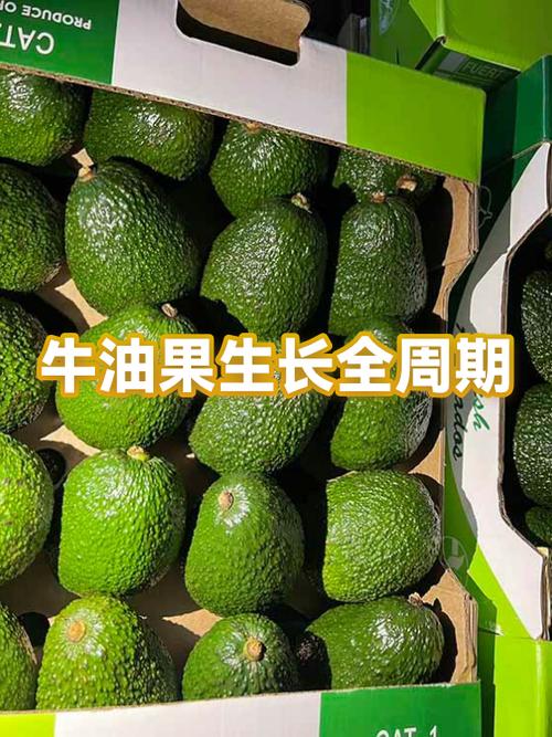 牛油果苗多少钱一棵图标
