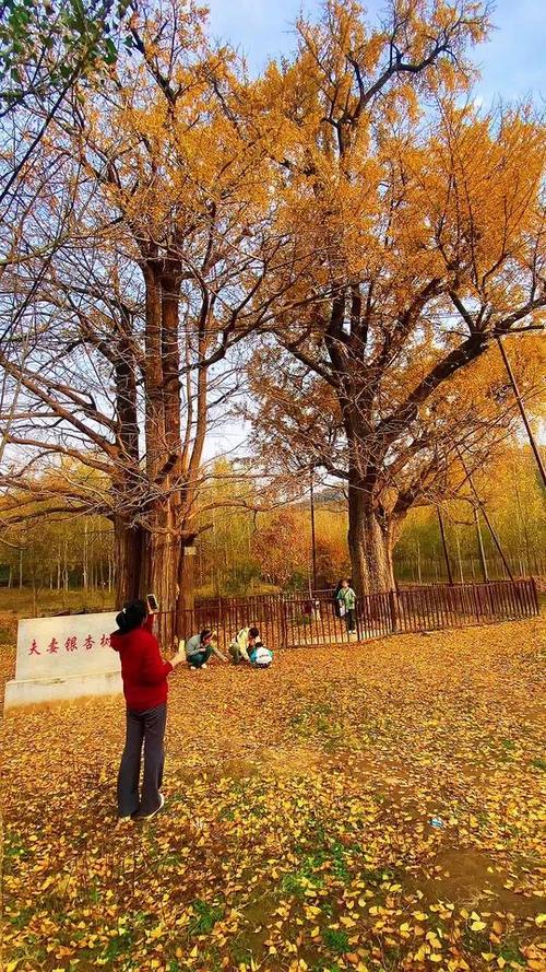 夫妻银杏截图