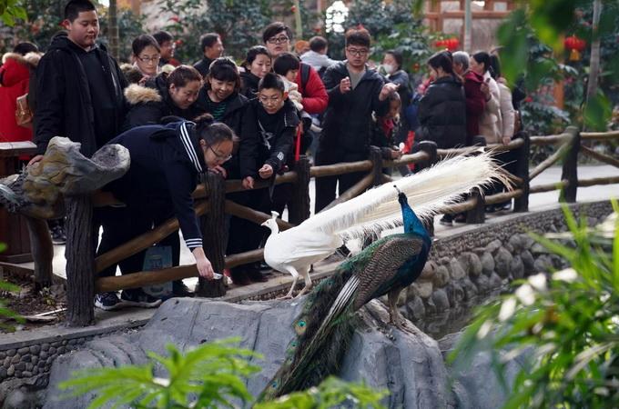 百鸟乐园截图