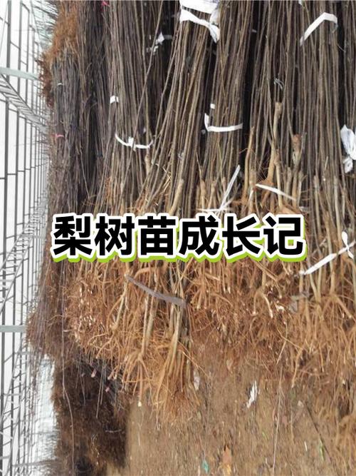 小梨树成长记
