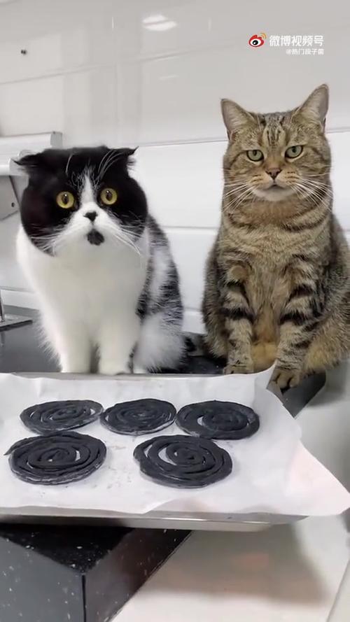 猫咪段子v1.1.2图标