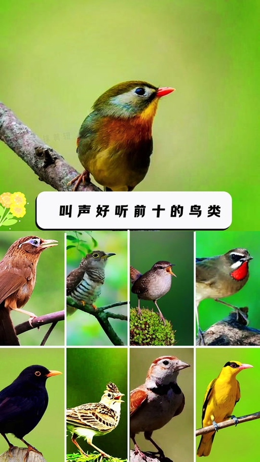 各种小鸟叫声图标