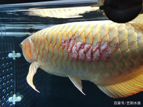 鱼鳞多久能腐烂图标