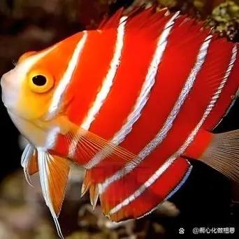 红仙画质2.0图标