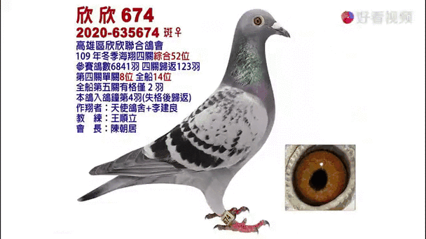 台湾赛鸽名家排行榜截图