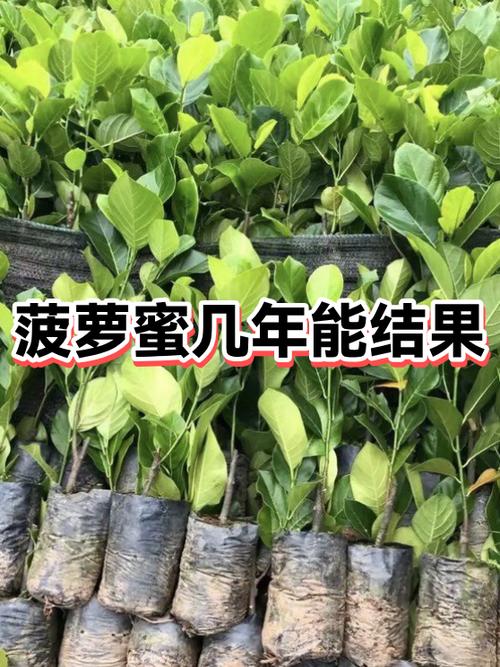 菠萝蜜要放几天才会熟图标