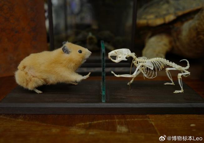 仓鼠吐血的原因图标