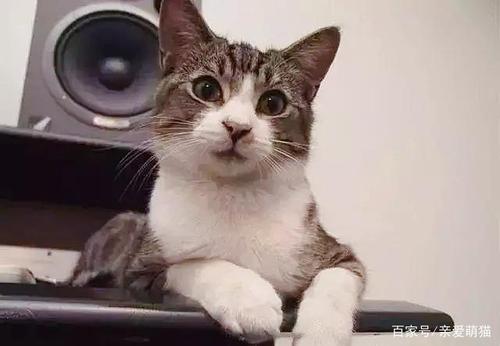 萌猫宝哥百家号图标