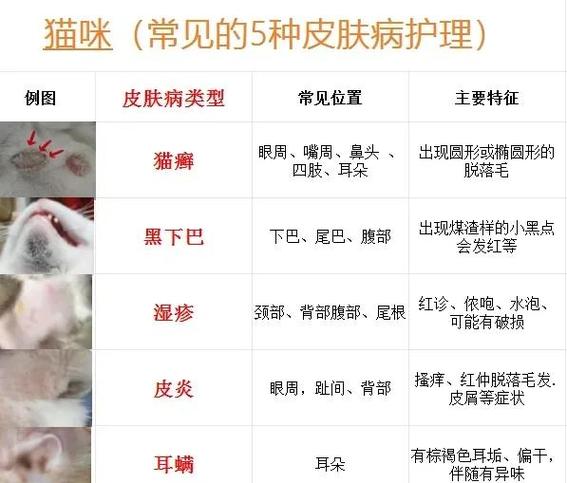 猫咪身上长疙瘩是怎么回事图标
