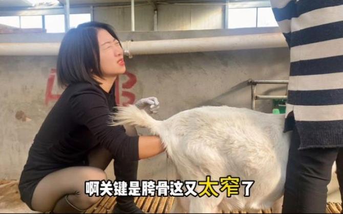 母羊难产助产视频