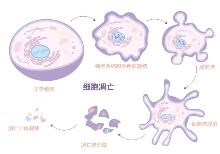 细胞死亡图标