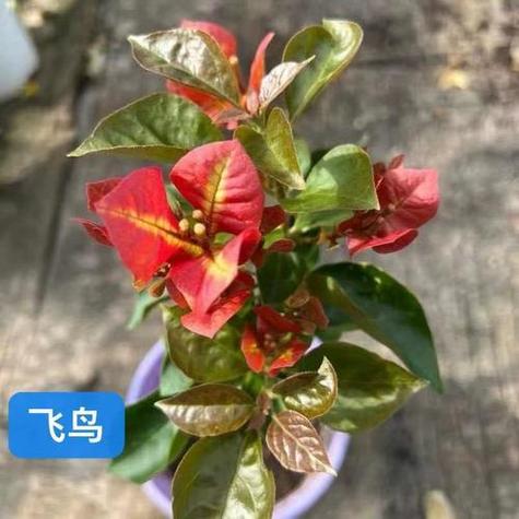 三角梅飞鸟