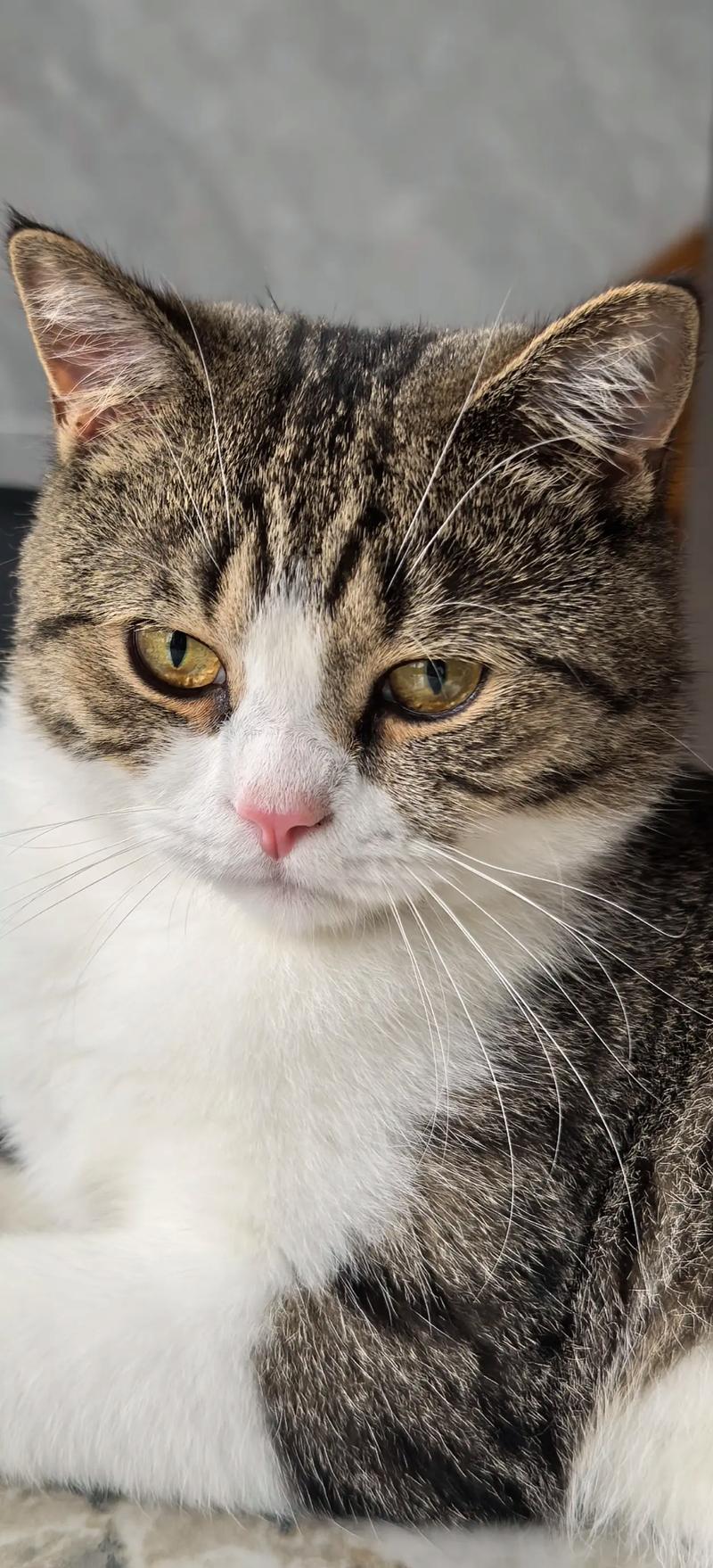 狸花猫霸气视频图标