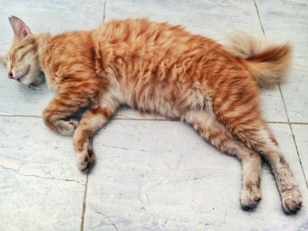 花猫来家里有什么预兆图标
