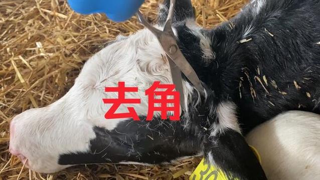 牛去角图标