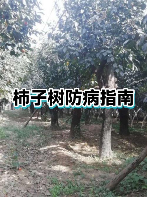 柿子树最忌讳三个地方图标