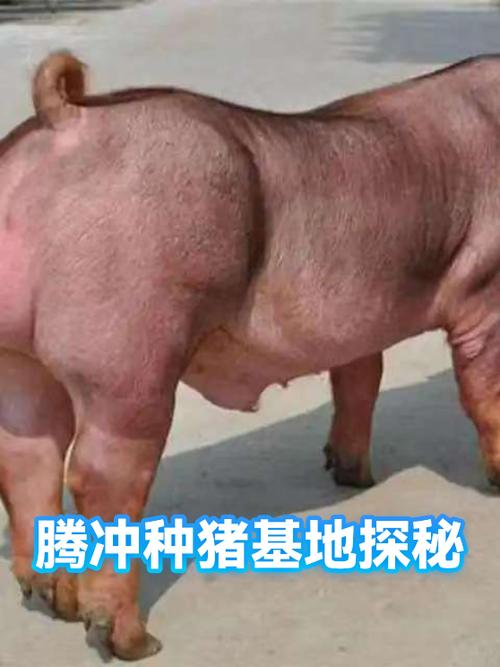 区块猪什么时候开始的荷兰图标