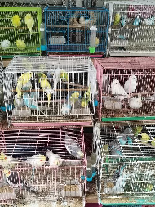 柳州二手鸟交易截图
