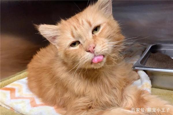 女朋友像小奶猫图标