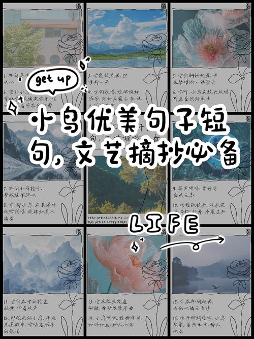 小型观赏鸟品种图标