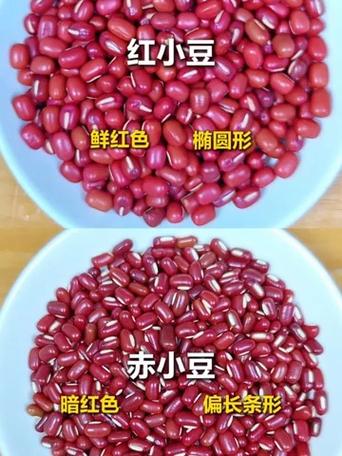 赤小豆和红小豆是一个东西吗图标