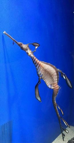 恐龙水族馆全生物解锁版截图