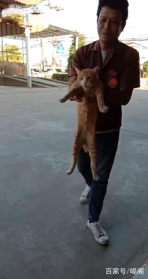 猫追着人跑是为什么截图