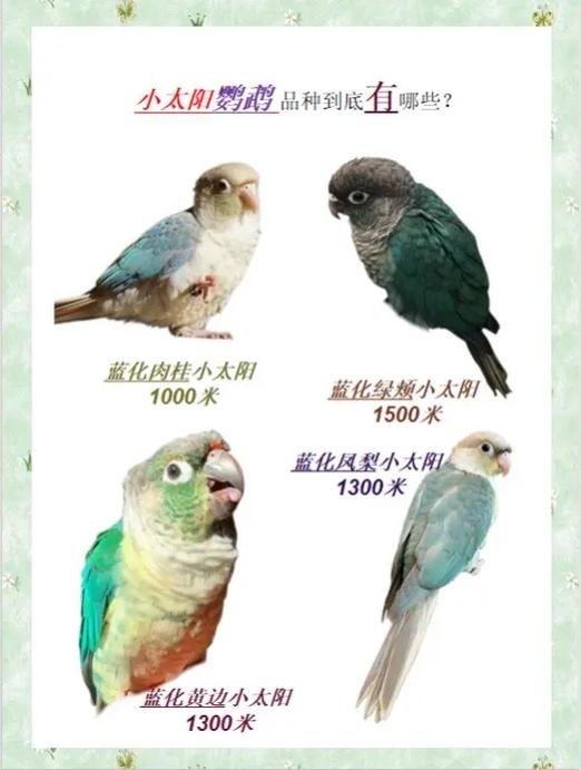 小太阳鹦鹉合法标识卡图标