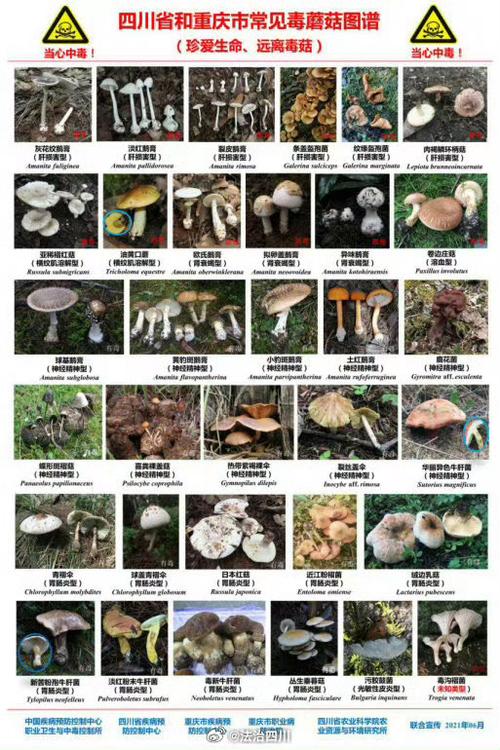 100种野生菌大全截图