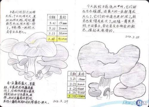 幼儿园蘑菇成长记截图