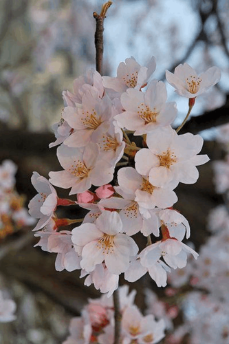 樱花英文图标