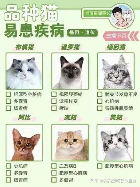 品种猫大全图标