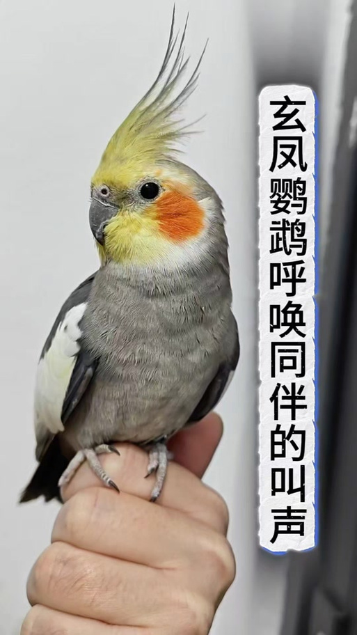 玄凤鹦鹉 叫声图标