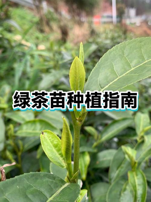 好的绿茶有哪些特点