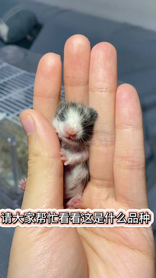 小猫帮客图标