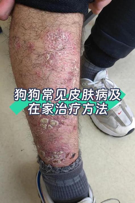 狗发现主人有病的征兆